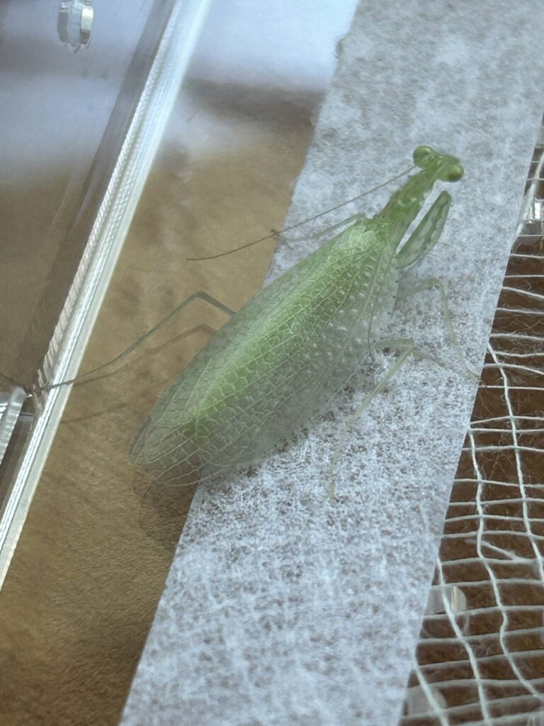 Net-Winged Mantis (Neomantis australis) Captive Bred - Bug Frenzy
