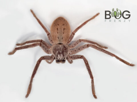 Queensland grey huntsman (Isopeda queenslandensis) - Bug Frenzy