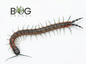 Myriapods (Millipedes and Centipedes) | Bug Frenzy