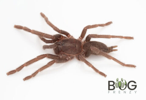 Pygmy Rainforest tarantula (Coremiocnemis tropix) Medium unsexed - Bug ...