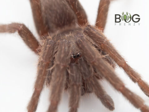 Pygmy Rainforest tarantula (Coremiocnemis tropix) Medium unsexed - Bug ...