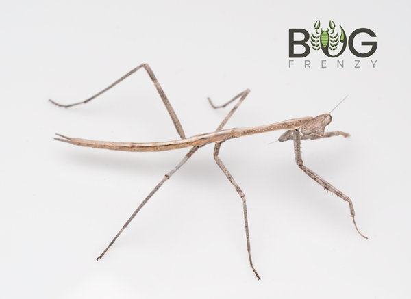 Large Brown mantis/Grass mantis (Archimantis latistyla) l2-l4 nymphs ...