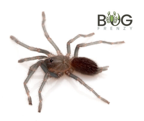 Australian Tarantula (Phlogius sp. Stents) Small Juvies - Bug Frenzy