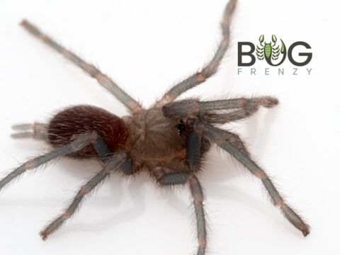 Australian Tarantula (Phlogius sp. Stents) Small Juvies - Bug Frenzy