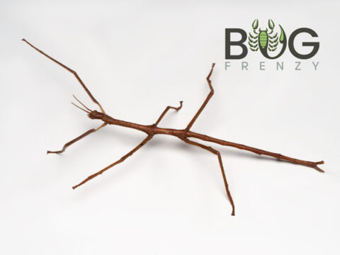 Titan stick insect (Acrophylla titan) - Bug Frenzy