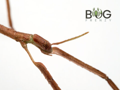Titan stick insect (Acrophylla titan) - Bug Frenzy