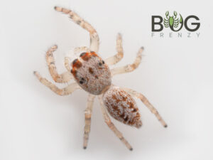 21 Jumper Street - Australia’s largest variety of jumping spiders for ...
