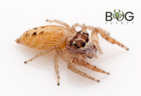Lemon-Maid Jumping spider (Opisthoncus sp. "lemon") - Bug Frenzy