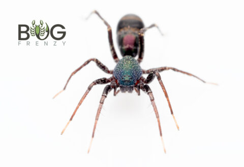 Galaxy spider - (Poecilipta sp. 1) - Bug Frenzy
