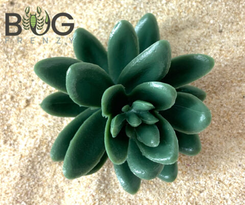 Finger Succulent - Bug Frenzy