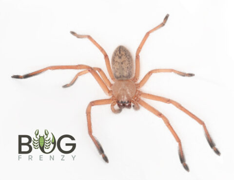 Social Huntsman (Delena cancerides) - Bug Frenzy