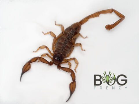 Flinders ranges scorpion (Urodacus elongatus) - Bug Frenzy