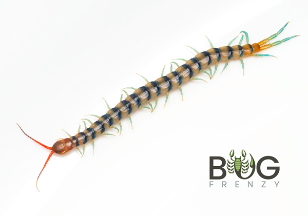 Blue banded centipede (Scolopendra morsitans) SA mallee form | Bug Frenzy
