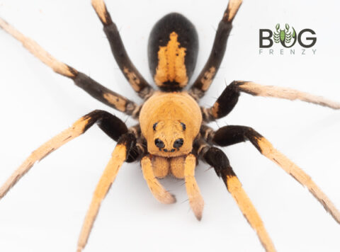 Two-toned Wolf Spider (Hoggicosa bicolor) Golden form - Bug Frenzy