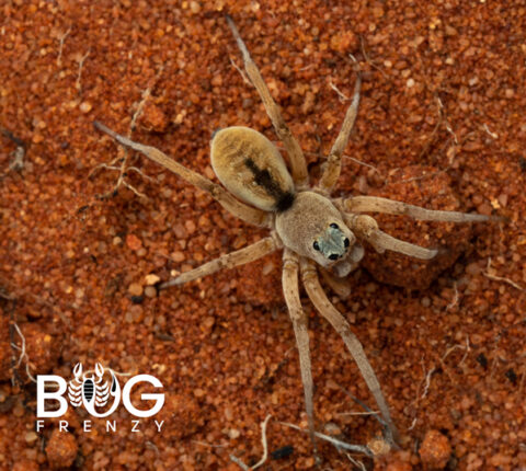 Two-toned Wolf Spider (Hoggicosa bicolor) Golden form - Bug Frenzy