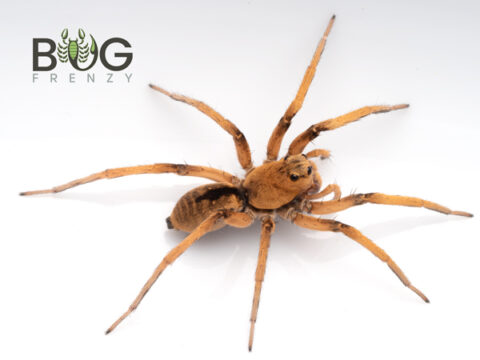 Two-toned Wolf Spider (Hoggicosa bicolor) Golden form - Bug Frenzy