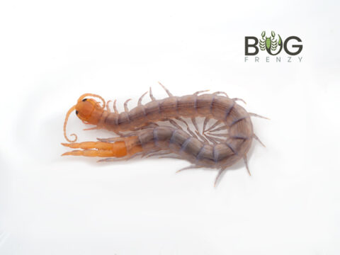 Royal Blue/Purple Centipede (Scolopendra laeta gibber form) - Bug Frenzy