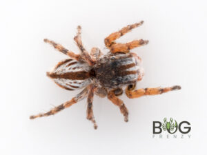 21 Jumper Street - Australia’s largest variety of jumping spiders for ...