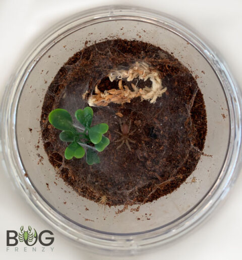 Blue-Legged Tarantula (Phlogius PQ113) large juvies - Bug Frenzy