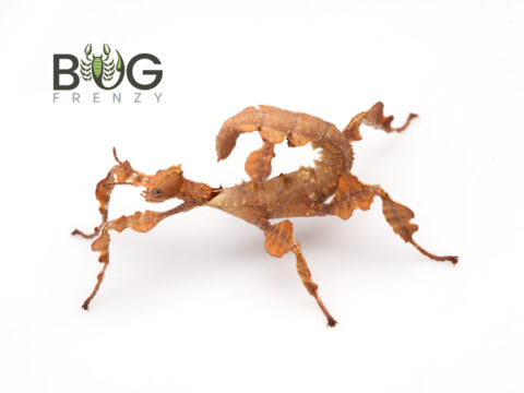 Spiny Leaf Insect (Extatosoma tiaratum) nymphs - Bug Frenzy