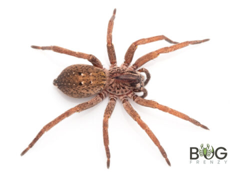 Little tarantula (Mituliodon tarantulinus) Large Captive-bred juveniles ...