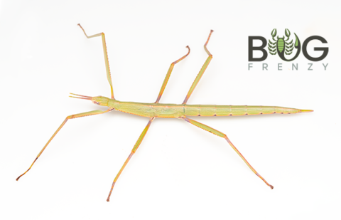 Blue-green Leaf Insect (Tropidoderus childrenii) nymphs - Bug Frenzy