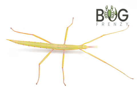 Blue-green Leaf Insect (Tropidoderus childrenii) nymphs - Bug Frenzy