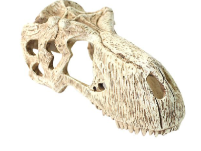 Bug Frenzy | Scorpions | Spiders | Invertebrates | Bug Shop