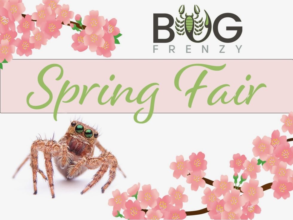 Ant Keeping and Supplies - Bug Frenzy