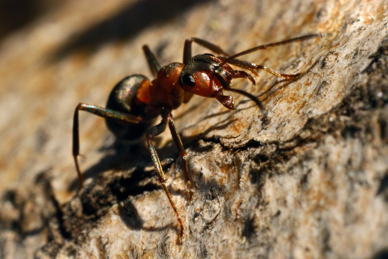 Ant keeping 101 - Bug Frenzy