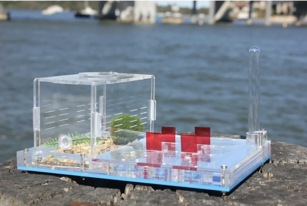 Ant Keeping and Supplies - Bug Frenzy