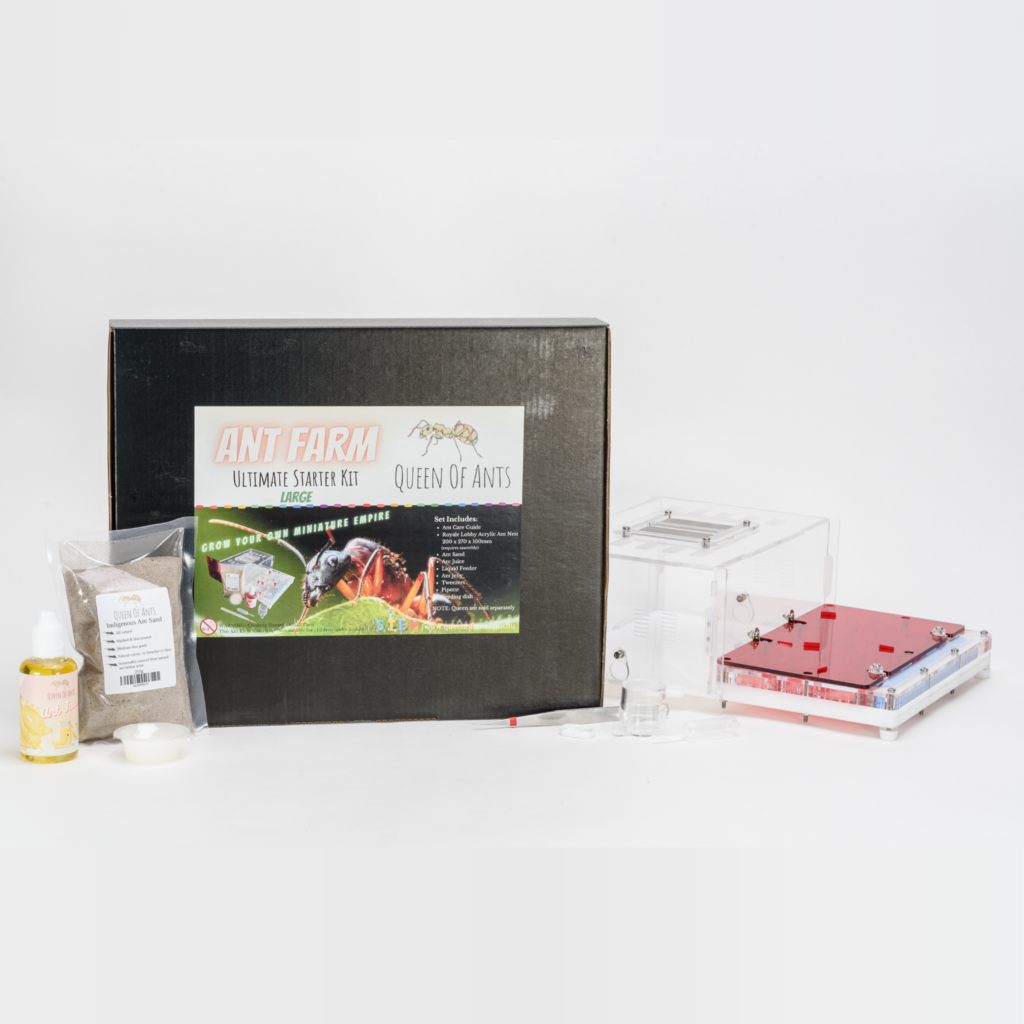 Ant Farm Starter Kit Large- Horizontal 'Royale Lobby' - Bug Frenzy