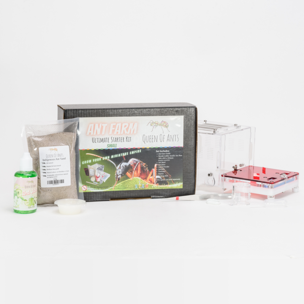 Ant Farm Starter Kit Small- Horizontal 'Royale Lobby' Nest - Bug Frenzy