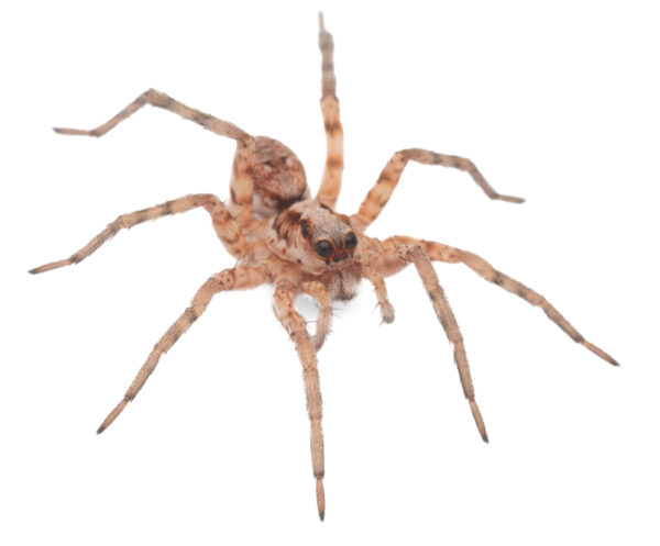 Sandy wolf spider (lycosidae) - Bug Frenzy
